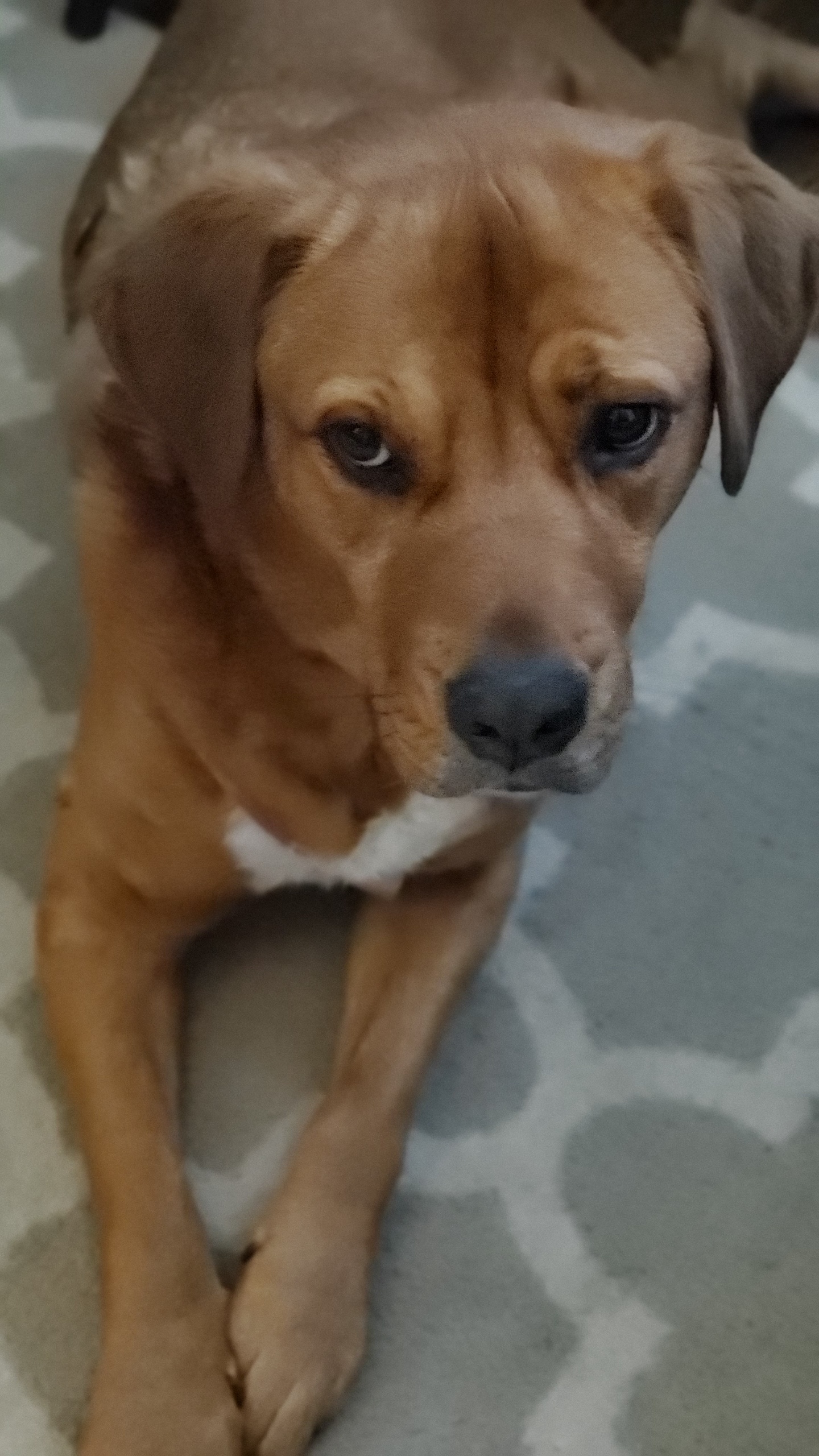 Dogs During Quarantine. – Me, Myself, and You